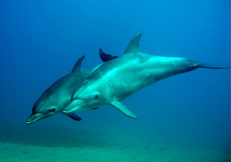 10 fascinerende Delfin-facts - Diving 2000´s blog - Gode råd om ...