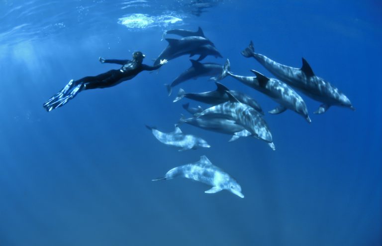 10 fascinerende Delfin-facts - Diving 2000´s blog - Gode råd om ...